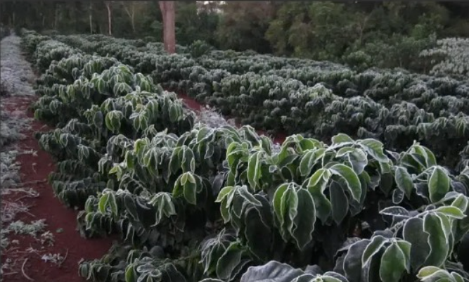 Brazil’s Coffee Belt Freezes; China Coal; Sunspot Decay And Solar ...